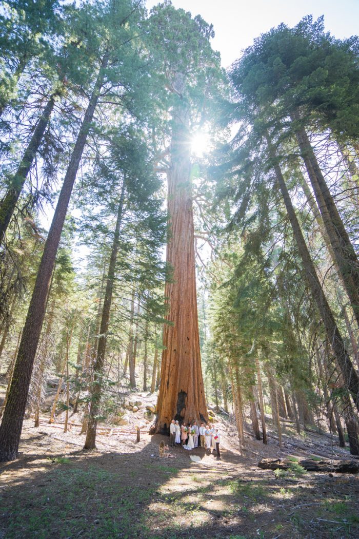 Getting Married Off the Grid in Sequoia National Park | Bergreen ...